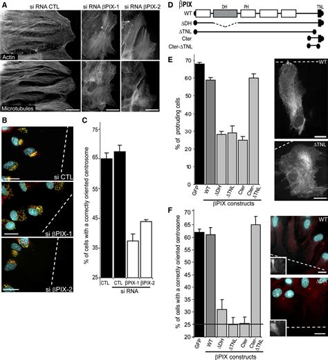 Astrocyte Cell Migration Semantic Scholar
