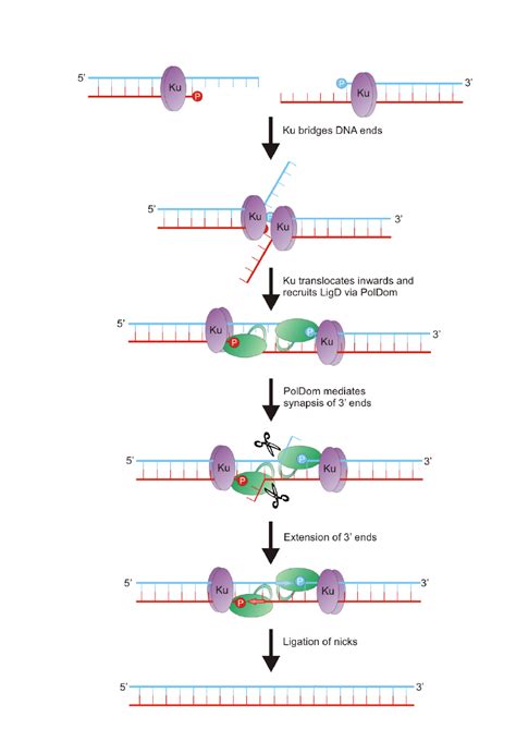 Figure S9 Scheme Of The Two Component Nhej Pathway Operating In