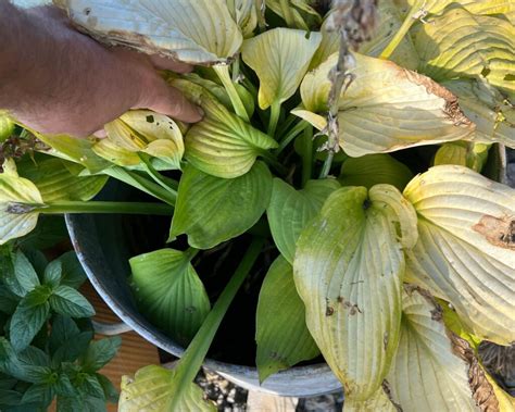 12 Fall Pruning Essentials For Healthy Hostas Complete Gardening