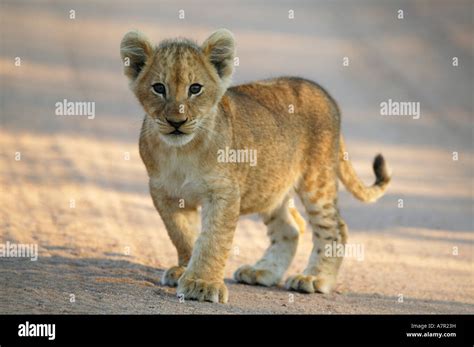 Lion Cub Standing Facing Directly Towards The Camera Sabi Sand Game