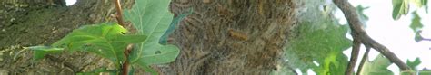 Oak Processionary Moth Treatment Opm Specialists Maydencroft