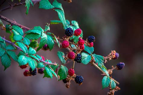 Wild Berry Wallpapers 4k Hd Backgrounds On Wallpaperbat