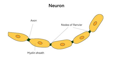 Premium Vector Neuron Medicine Illustration