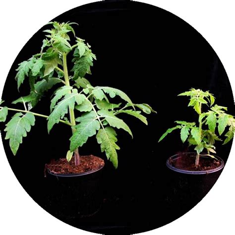 Ceplas Prof Dr Bart Thomma