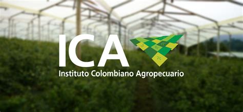 Conoce El Certificado Ica De Registro De Vivero De Procolberries