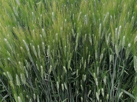 Genesis Seed Ve Meya Tohum Tr