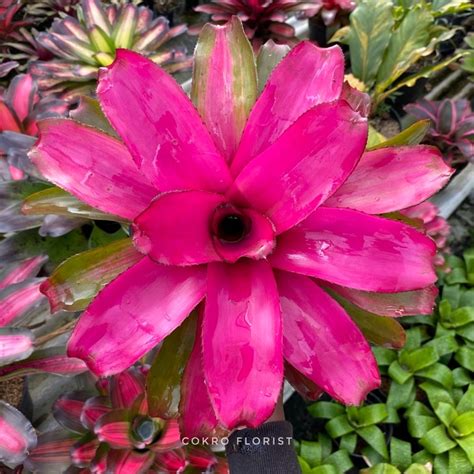 Jual Bunga Bromelia Neoregelia Debora Shopee Indonesia