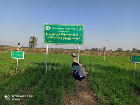 ချောင်းဦးမြို့နယ် ခရမ်းချဉ်မျိုးစေ့ထုတ် Gac ကုမ္ပဏီ၏ မျိုးစေ့အရည်အသ
