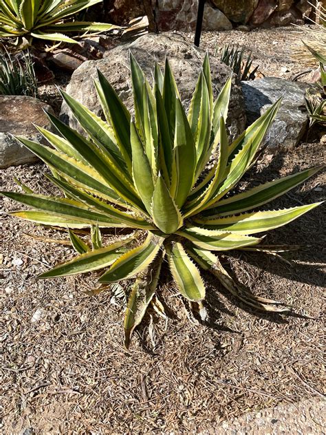 Agave Lophantha Quadricolor Large And Beautiful Agave Plant The
