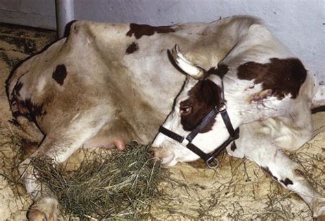 Vaginitis En Vacas Causas Síntomas Tratamiento