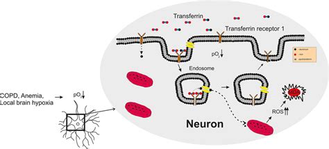Schematic Representation Of Neuronal Increased Al Uptake In A Hypoxic