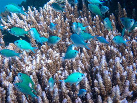 Denying The Reef Crest Before And After The Cyclone Jennifer Marohasy