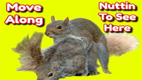 Just A Squirrel In This World Tryin To Get A Nut Youtube