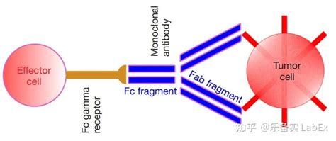 解码候选新药：抗体活性测定在质量全面表征中的关键作用 知乎