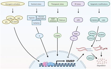 Rna Processing The Emerging Role Of Long Noncoding Rna Rmrp In Cancer