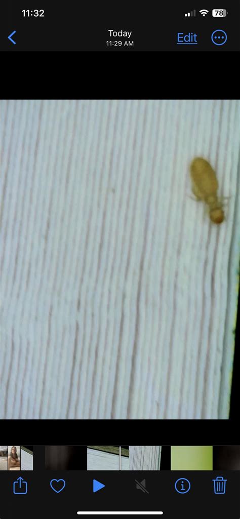 Is This A Termite It Was Super Tiny Like Hardly Visible Image Taken