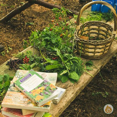 Top Ten Foraging Books Wild Food People