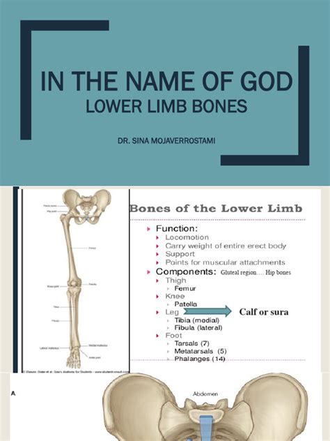Bones Of The Lower Limb 1 Pdf Lower Limb Anatomy Musculoskeletal System