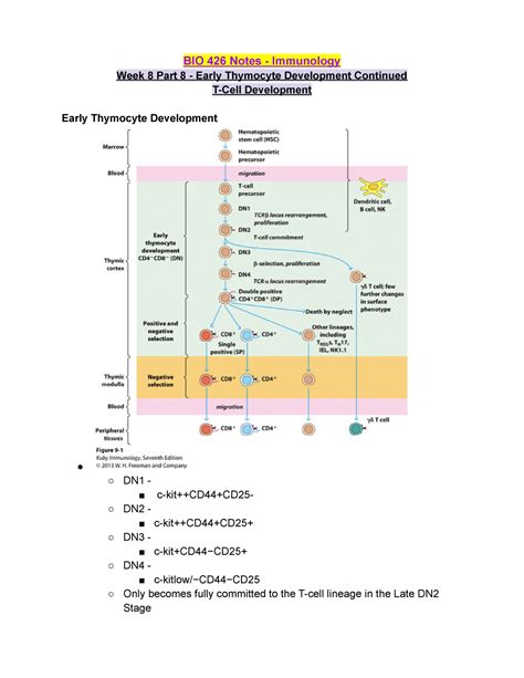 Bio 426 Week 8 Lecture Notes Part 8 Early Thymocyte Development Continued Bio 426 Notes