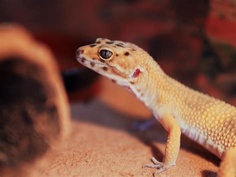 Leopardgecko Boy Rgeckos