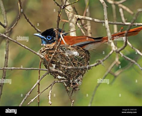 Male African Paradise Flycatcher Terpsiphone Viridis With Long Tail
