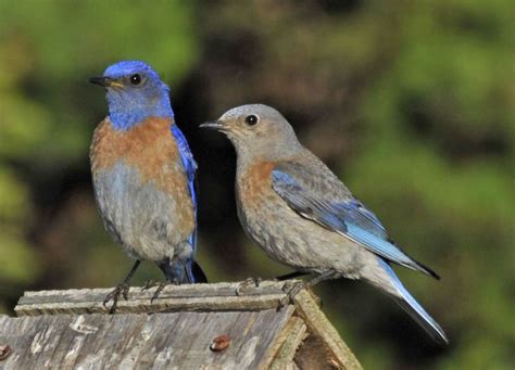 Western Bluebirds In Their Natural Habitat