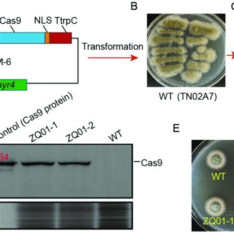 Protein Expression Of The Cas9 Gene With Human Codon Usage Bias In A Download Scientific