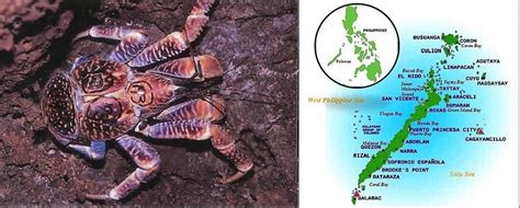 Dorsal View Of A Marked Birgus Latro Red Triangles In The Map Indicate