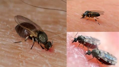Mosquitos Borrachudos Maruim Pólvora Ou Mosquito De Mangue Como