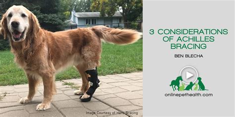 Onlinepethealth On Linkedin Ben Blecha Opens A Conversation On A Few