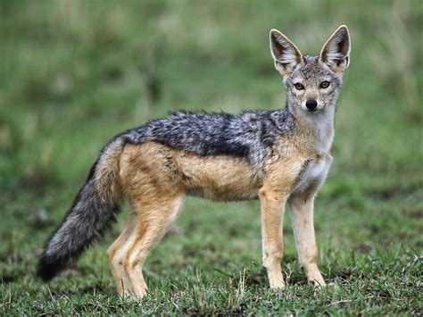 Adult Black Backed Jackal Masai Mara Kenya Africa Photography Desktop