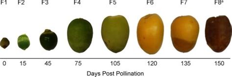 Date Palm Fruits Dates At Eight Developmental Stages The Samples Of