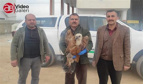 Afrikada Olması Gereken Akbaba Urfada Bulundu Yaşam Ajans Balıklıgöl Şanlıurfa Haberleri