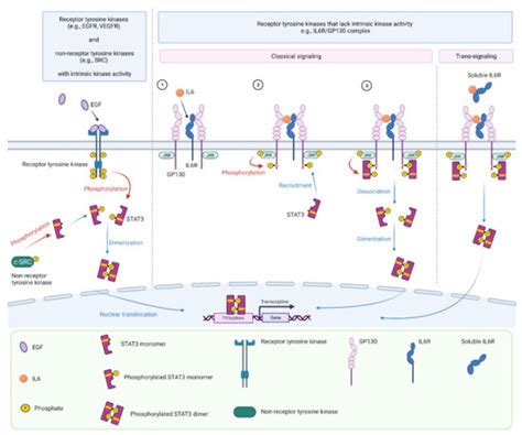 Multicellular Effects Of Stat3 In Non Small Cell Lung Cancer