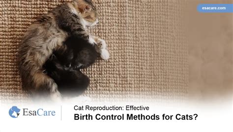 Sexual Reproduction In Cats Sexual Reproduction In Cats