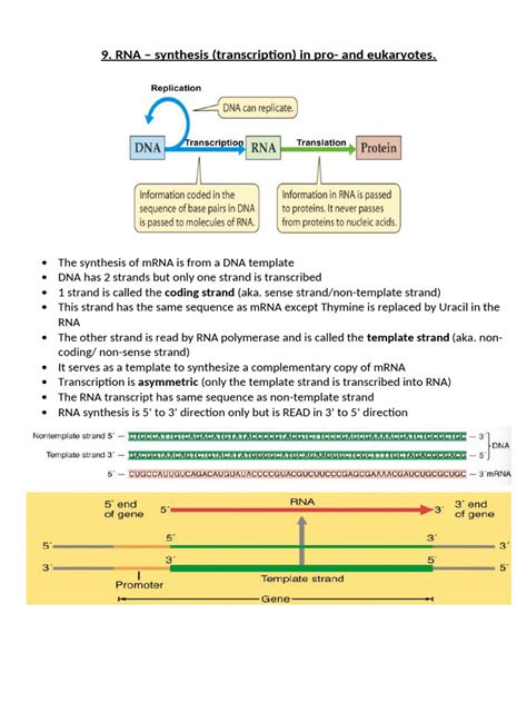 9 Rna Synthesis Transcription In Pro And Eukaryotes Pdf Rna