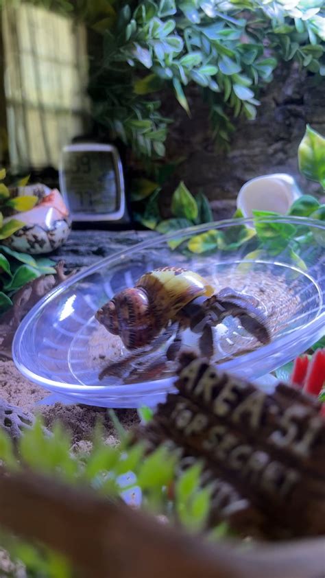 Hermie Enjoying His New Wheel The Real Question Is Does He Enjoy It