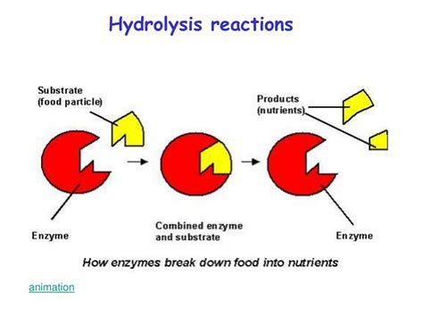 What Hydrolytic Enzymes Are Found In The Lysosomes