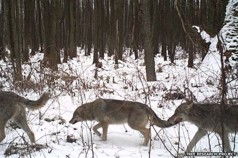 Chernobyl Exclusion Zone Wildlife