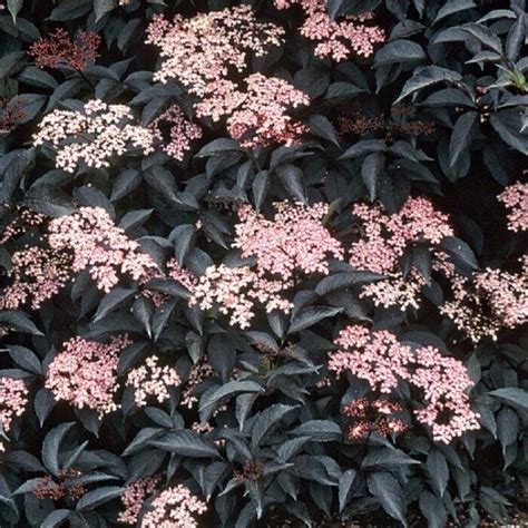 Sambucus Nigra Black Beauty Melnais Plūškoks Plūškoki Dekoratīvo