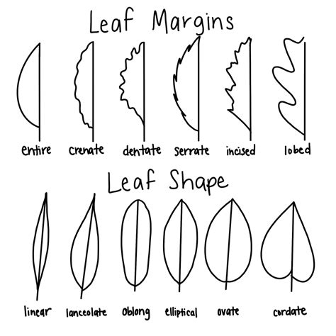 With An Incised Leaf Margin