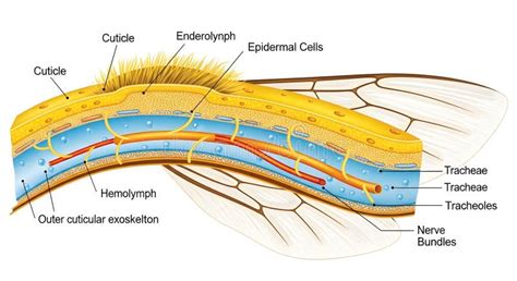 Detailed Cross Section Of A Bee Wing Revealing Internal Structures Like
