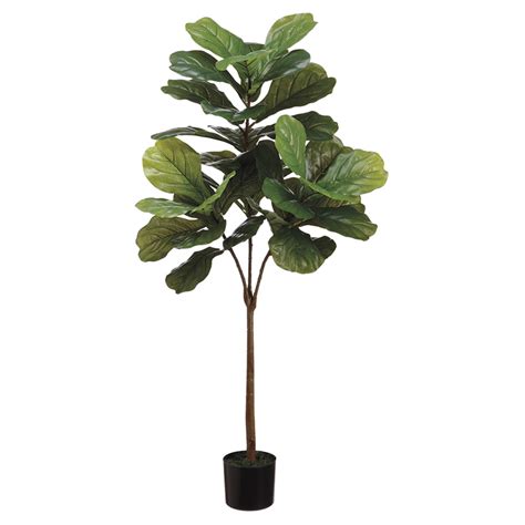 46 Fiddle Leaf Fig Silk Tree Wpot Green