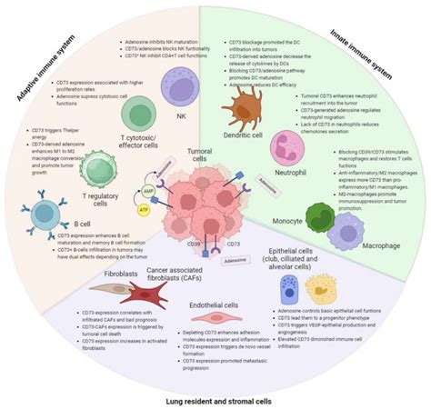 Unraveling The Intricacies Of Cd73adenosine Signaling The Pulmonary