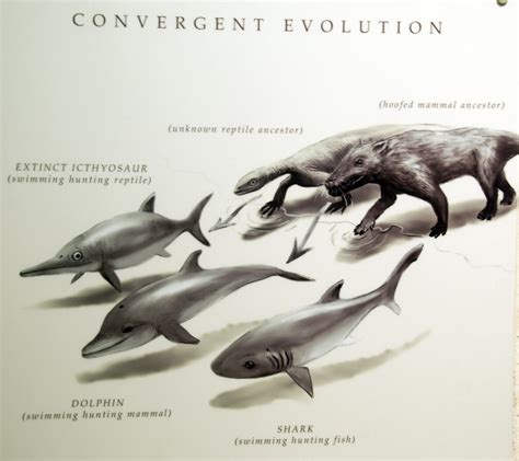 Convergent Evolution