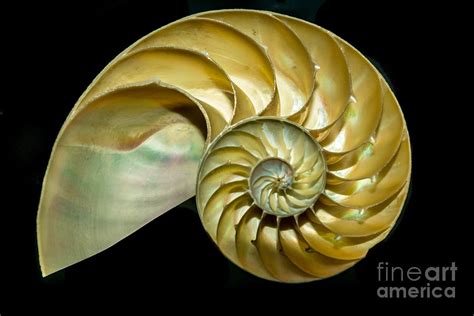 Nautilus Shell Golden Ratio