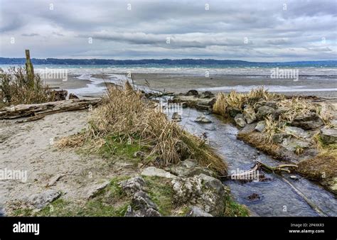 A Stream Flows Into The Puget Sound At Dash Point State Park In