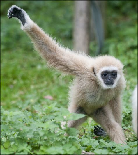 White Handed Gibbons