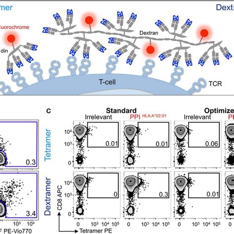 Methods For Improving Peptide Mhc Pmhc Multimer Staining Download Table