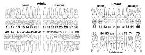 Odontogram Dental Numbering Fdi Notation Orthodontics Odontologia